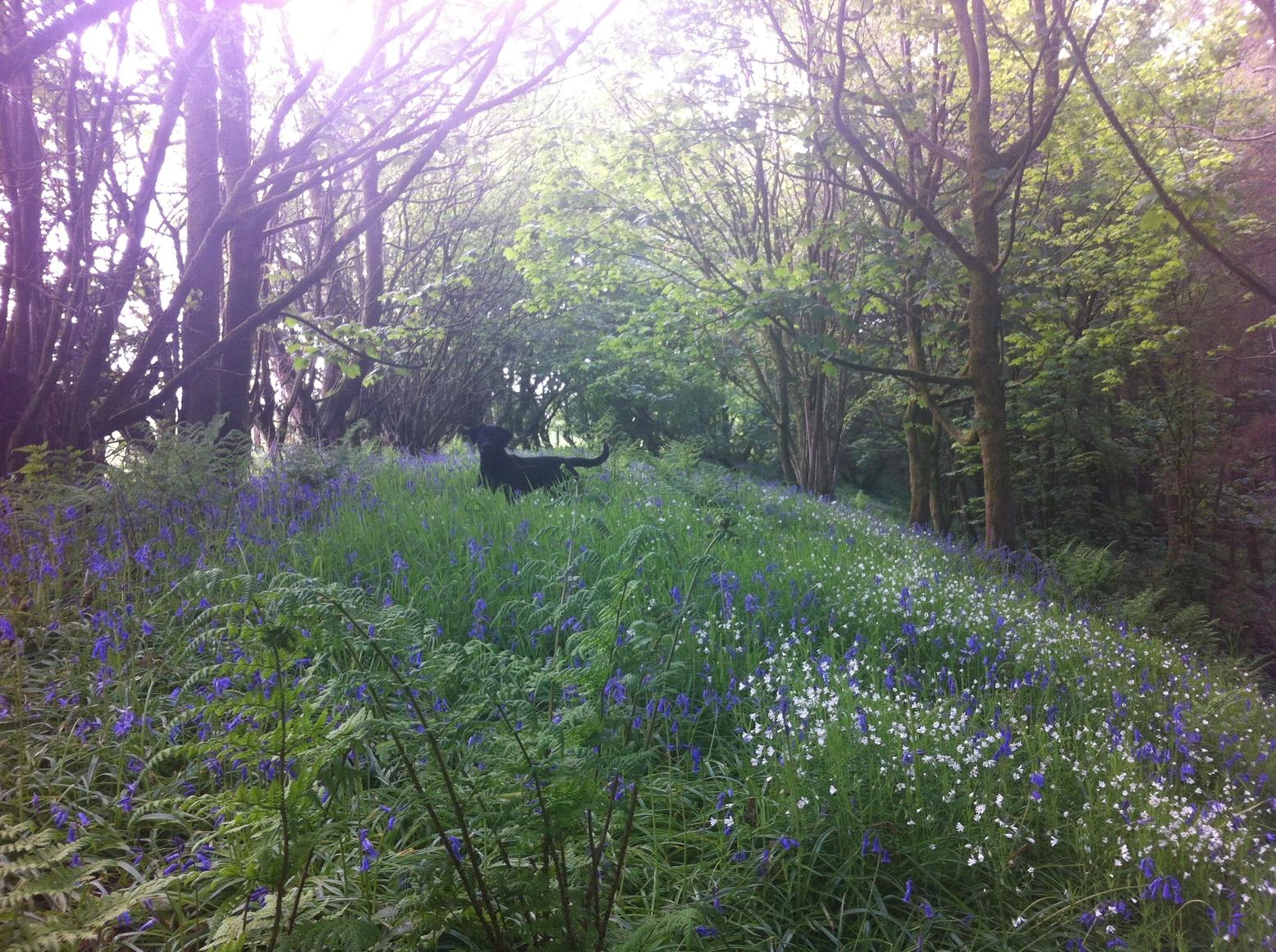 10 Reasons why May is a great time to visit Scotland